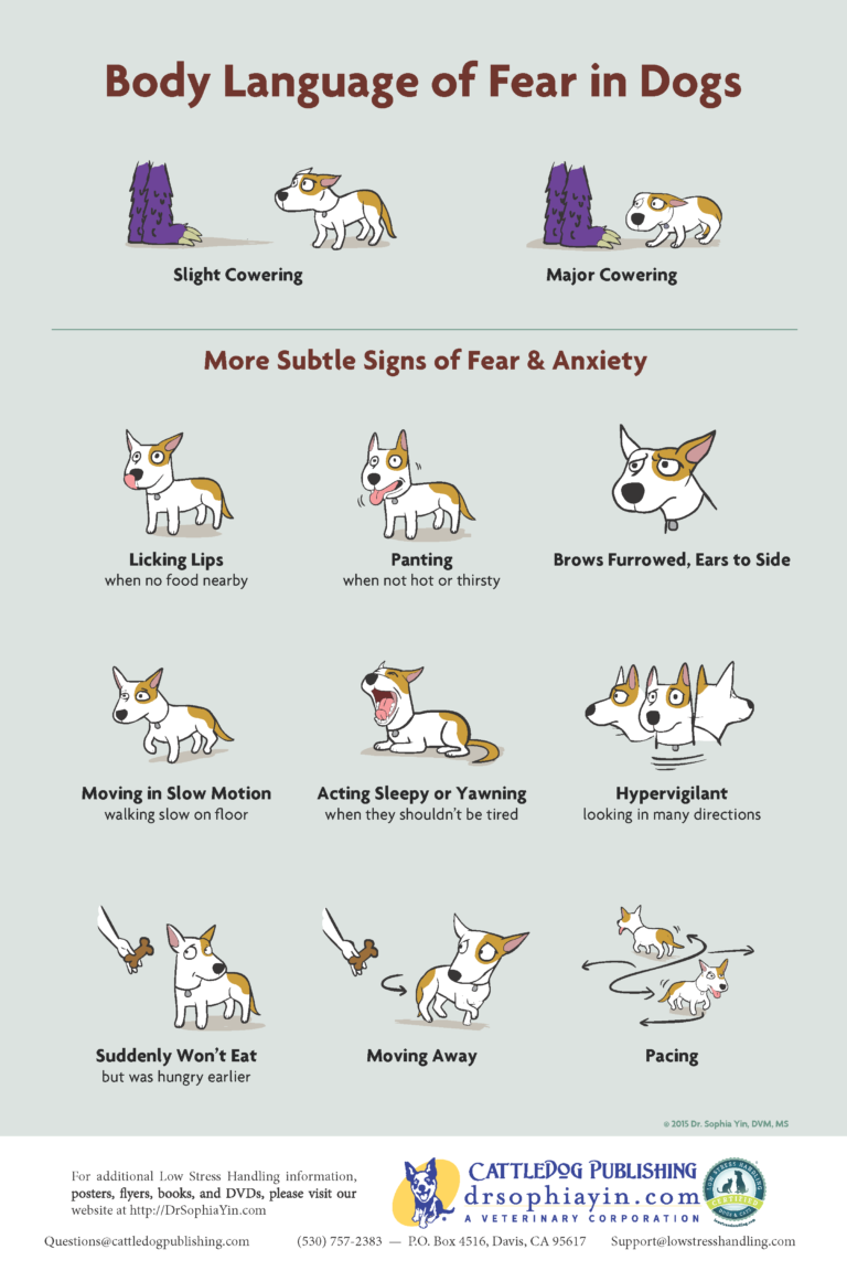 Poster Download – CattleDog Publishing