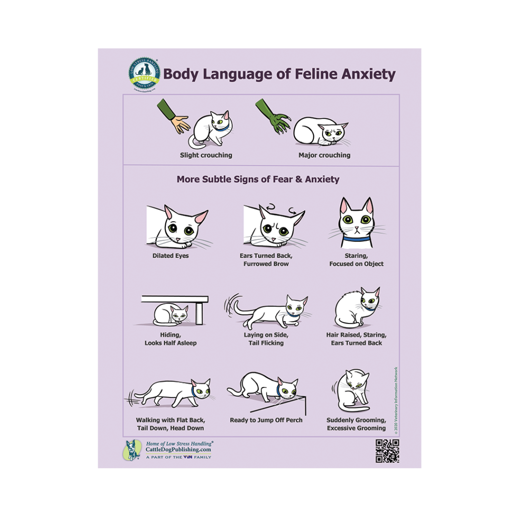 Body Language of Feline Anxiety Poster (Packet of 25 Handouts ...
