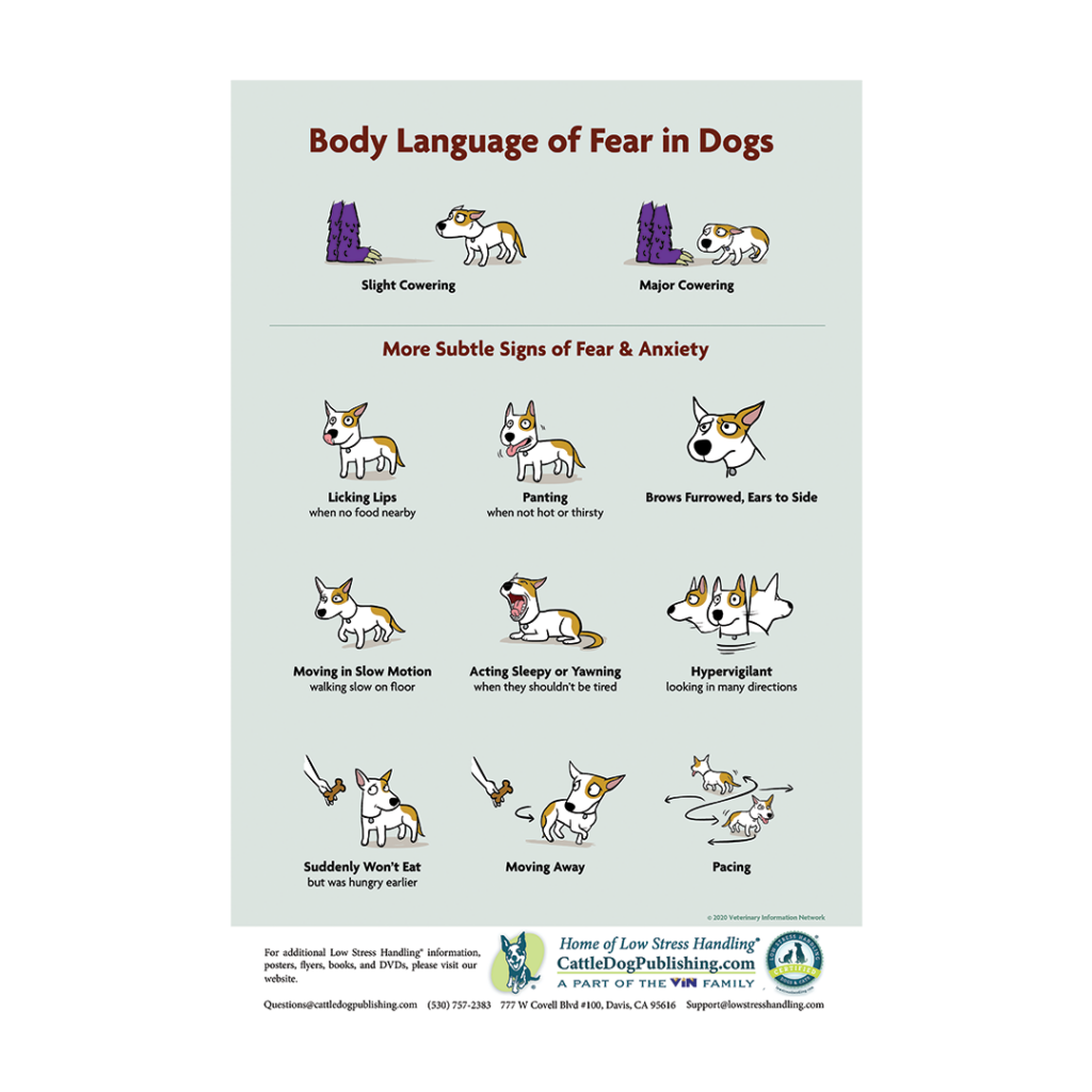 Body Language of Fear in Dogs (Packet of 25 Handouts) – CattleDog ...