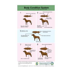 Store Landing – CattleDog Publishing