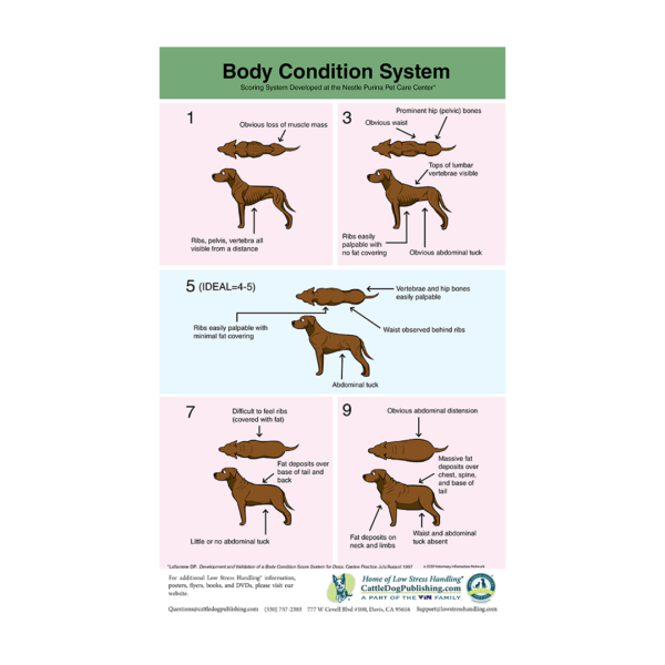 Store Landing – CattleDog Publishing