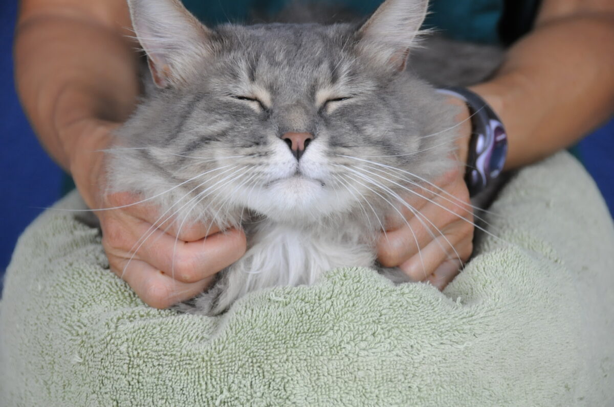 Feline Lab: Towel Wrap Techniques for Handling Cats with Skill and Ease ...