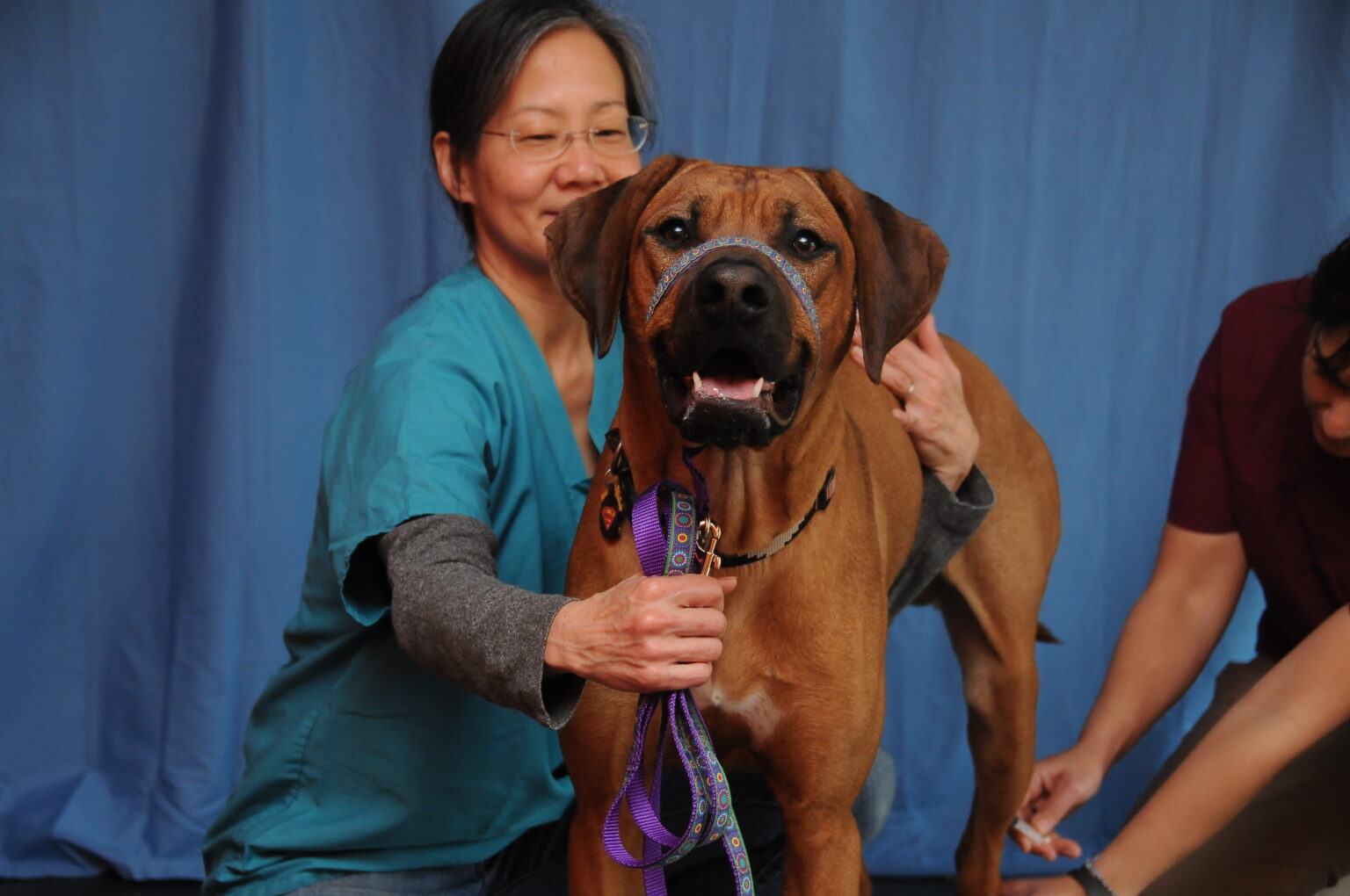 Canine Lab 2: Handling and Restraining Medium-sized and Large Dogs with ...