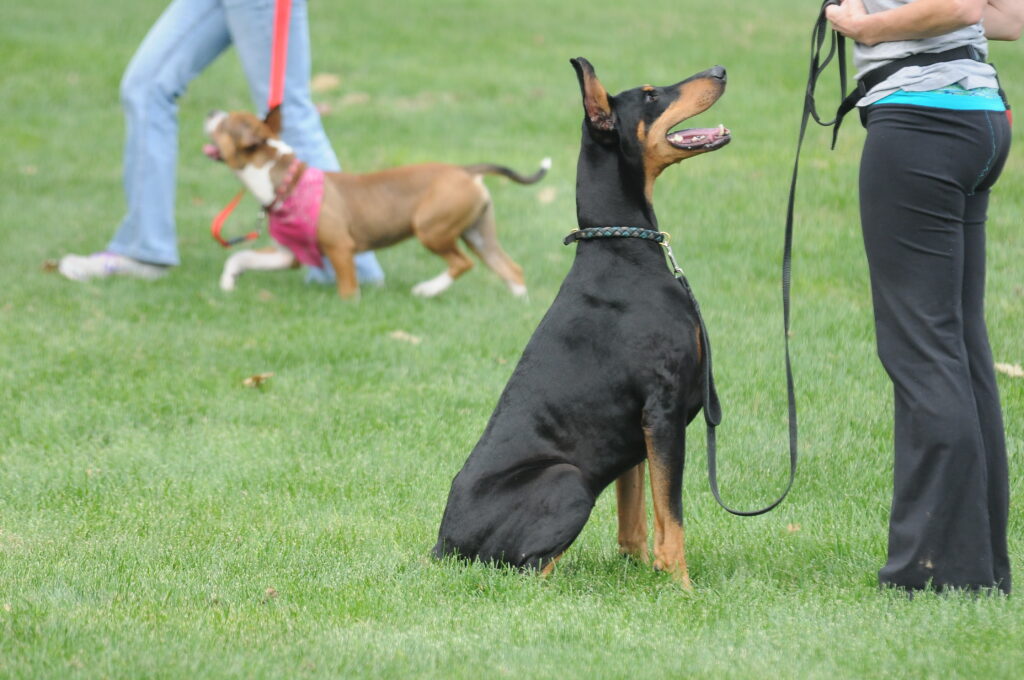 I am a Pet Professional – CattleDog Publishing
