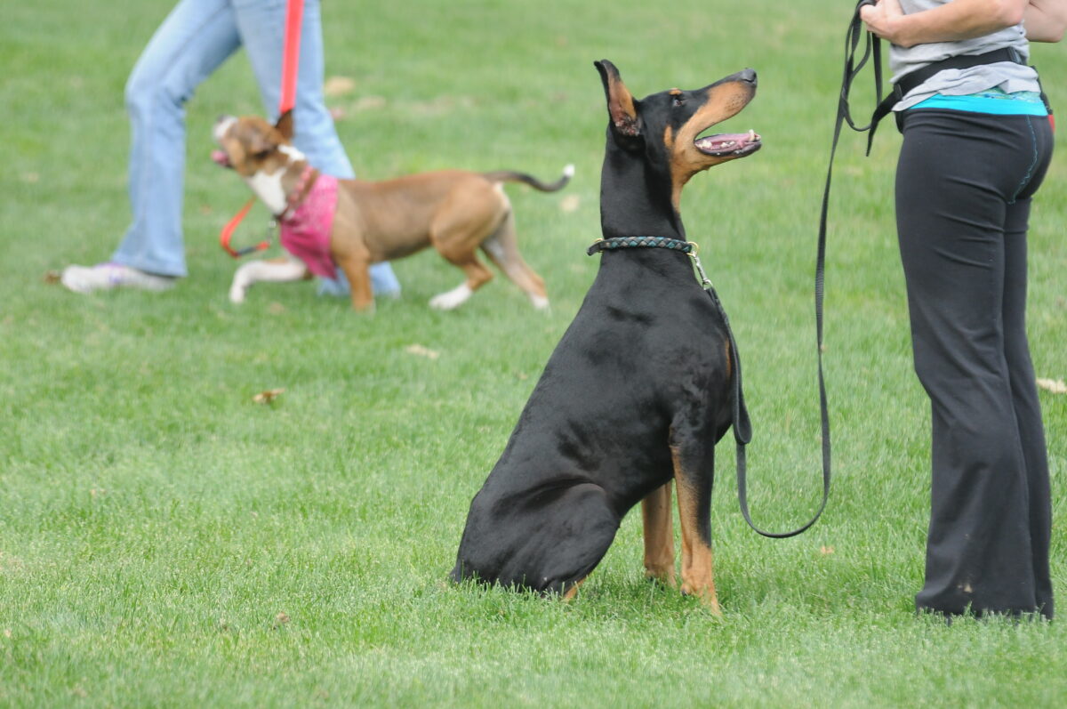 I am a Pet Professional – CattleDog Publishing